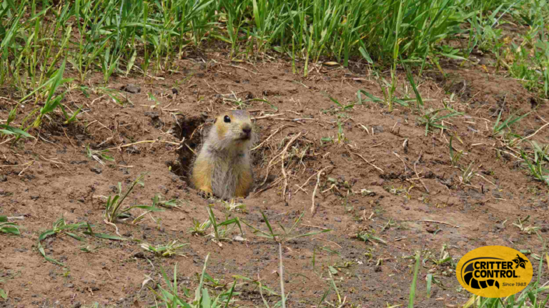 Underground Garden Pests? Protect Your Lawn - Critter Control of San ...
